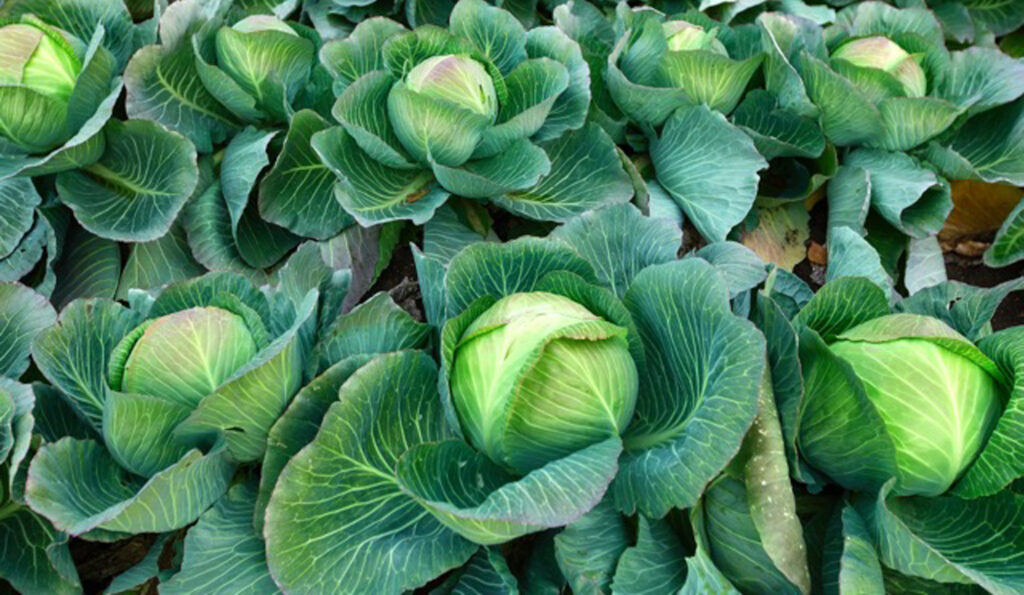 ¡El Repollo: Un Tesoro Nutricional – El mercado de la Fruta II Frutería ...